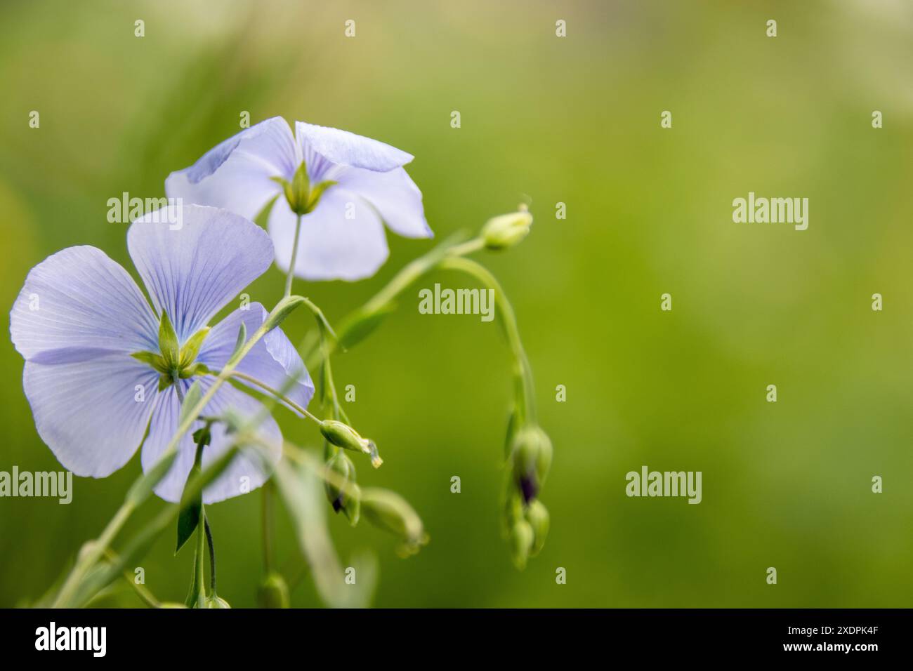 Delicate purple flowers floral hi-res stock photography and images - Alamy