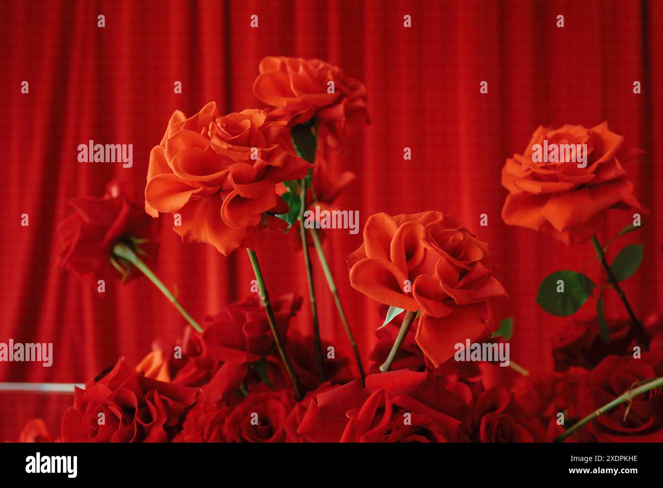 Red roses against red curtains Stock Photo - Alamy