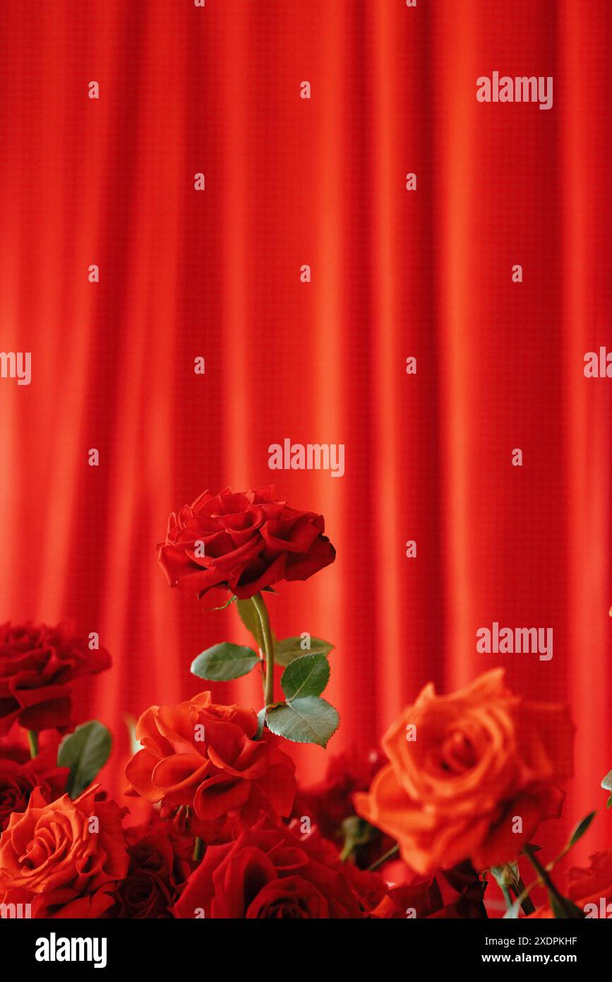 Striking arrangement of vibrant red roses hi-res stock photography and ...