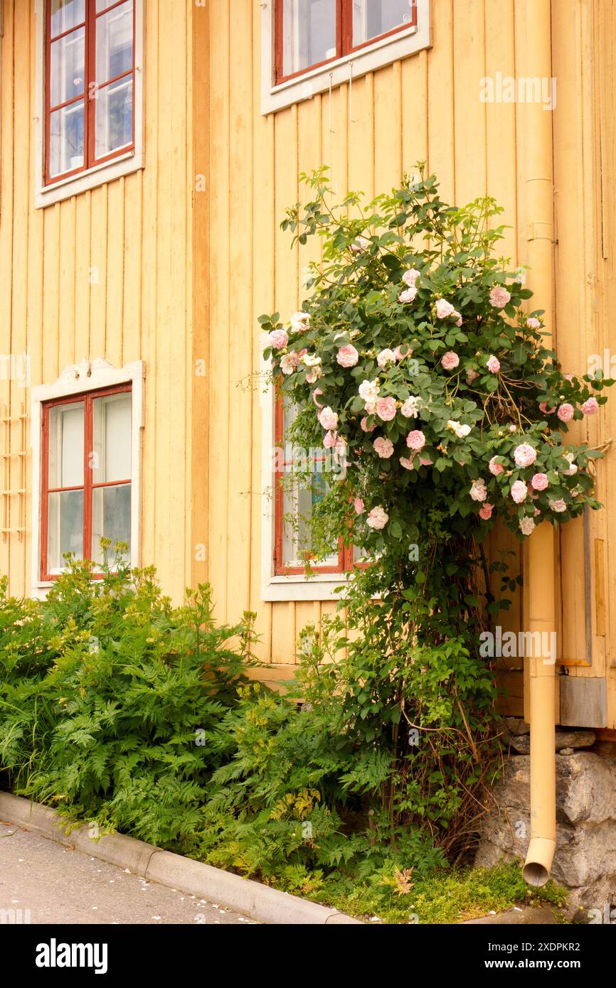 A charming corner. A magnificent rosebush of pink roses grows and ...
