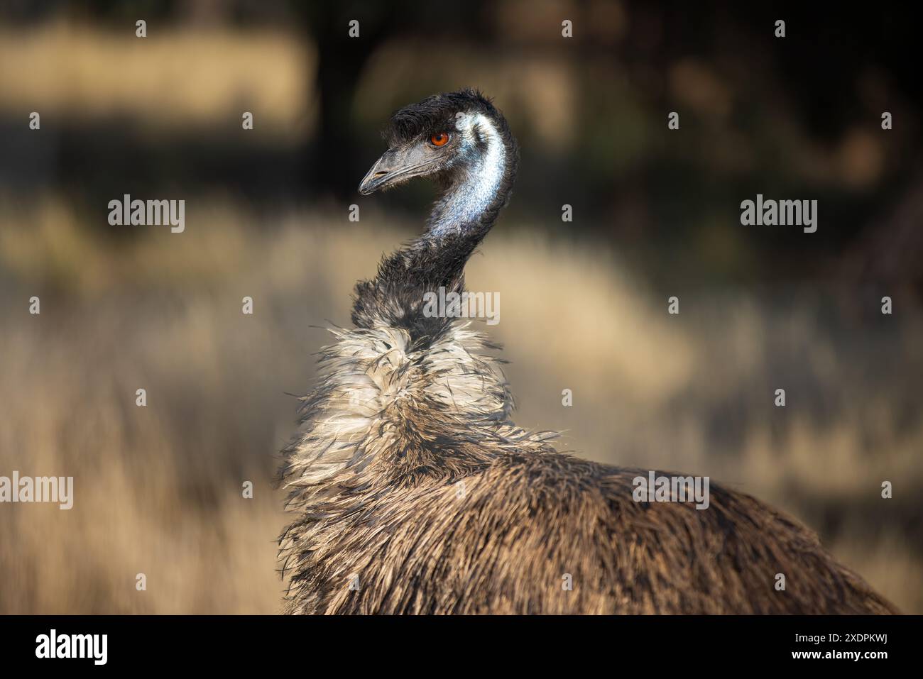 Emu feathers up close hi-res stock photography and images - Alamy