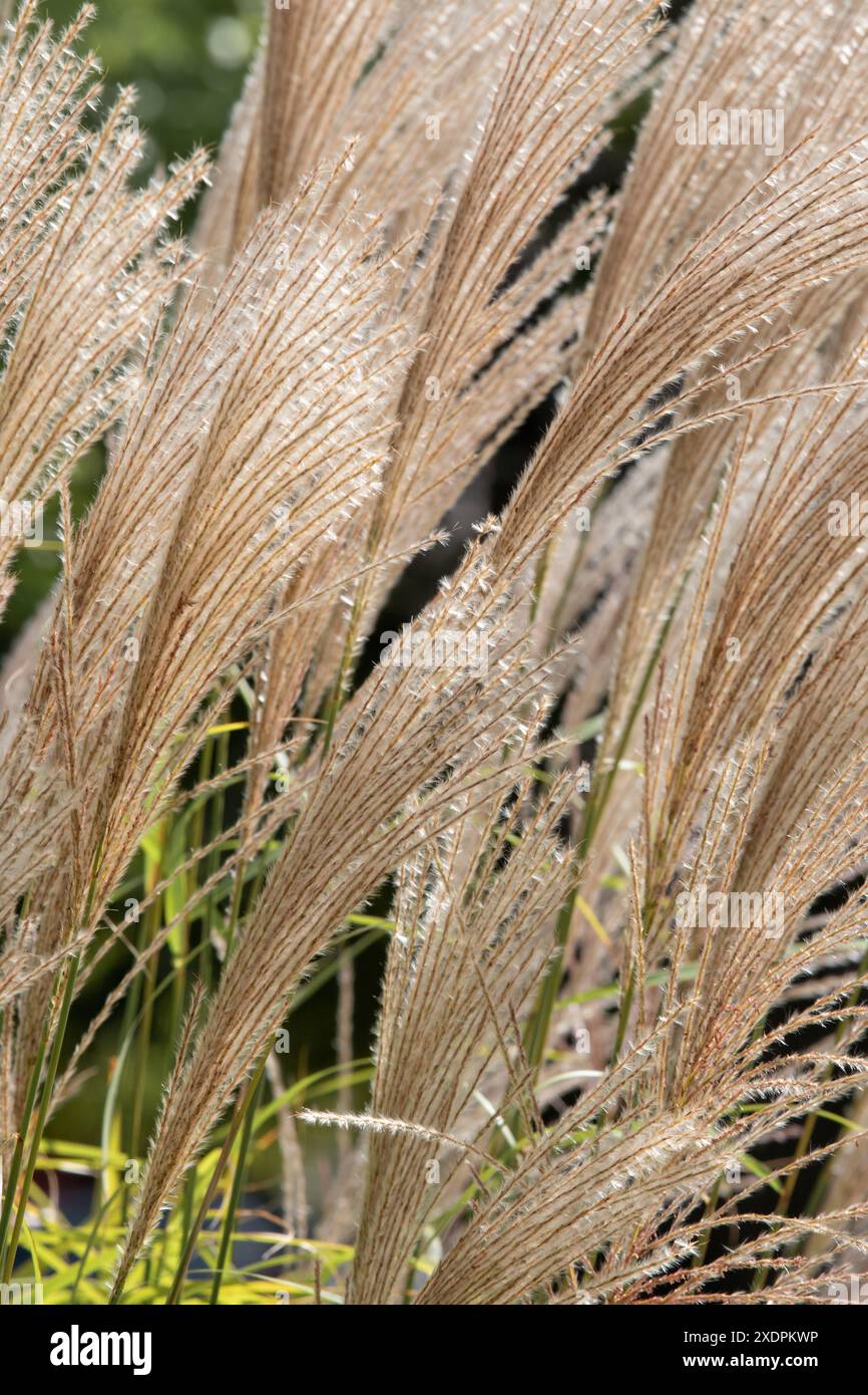 Close up Tall Japanese Silver Grass grasses swaying in wind Stock Photo ...
