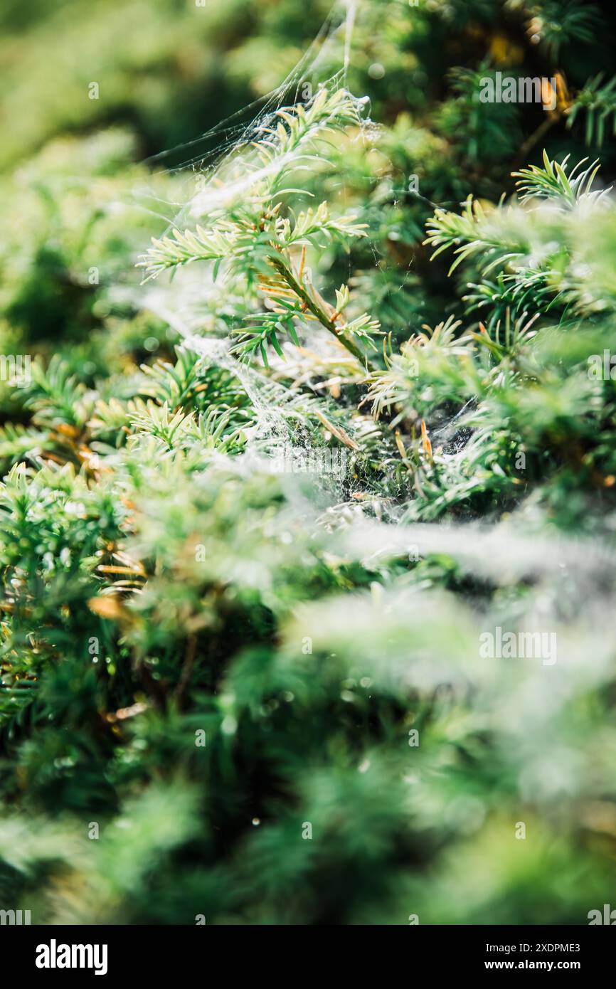 Shining layer hi-res stock photography and images - Alamy