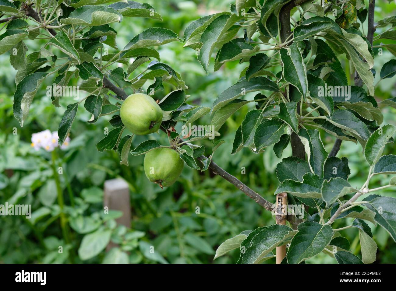 Cooking apples growing on an apple tree in a fruit and vegetable garden ...