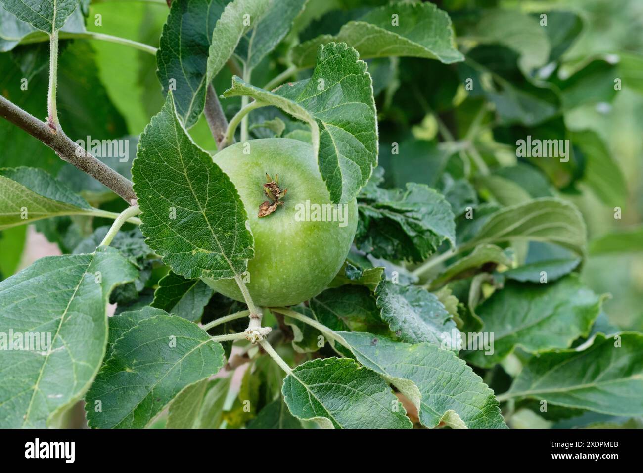Ripening Red Windsor dessert apples growing on an apple tree in a fruit ...