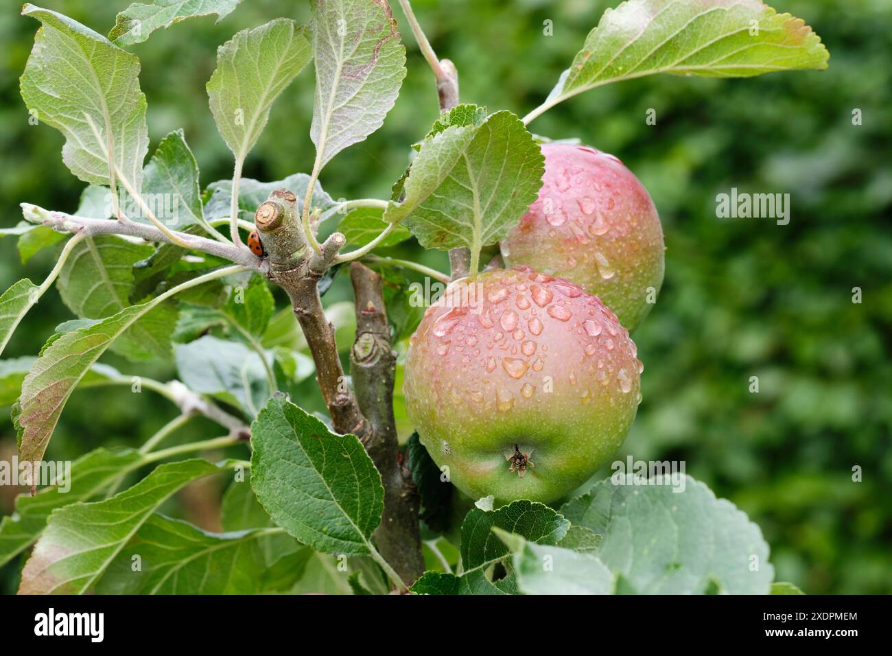 Ripening Red Windsor dessert apples growing on an apple tree in a fruit ...