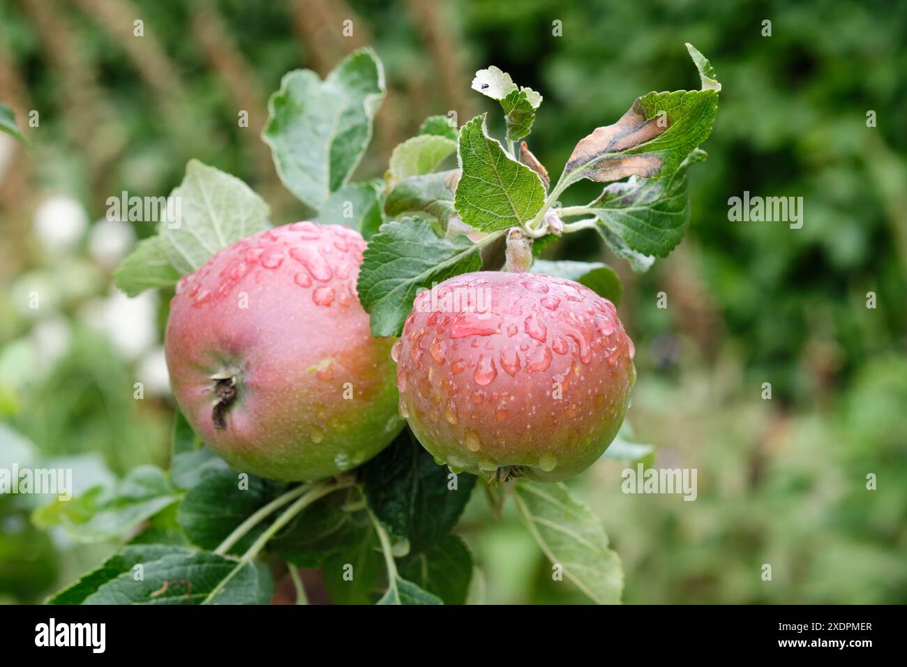 Ripening Red Windsor dessert apples growing on an apple tree in a fruit ...