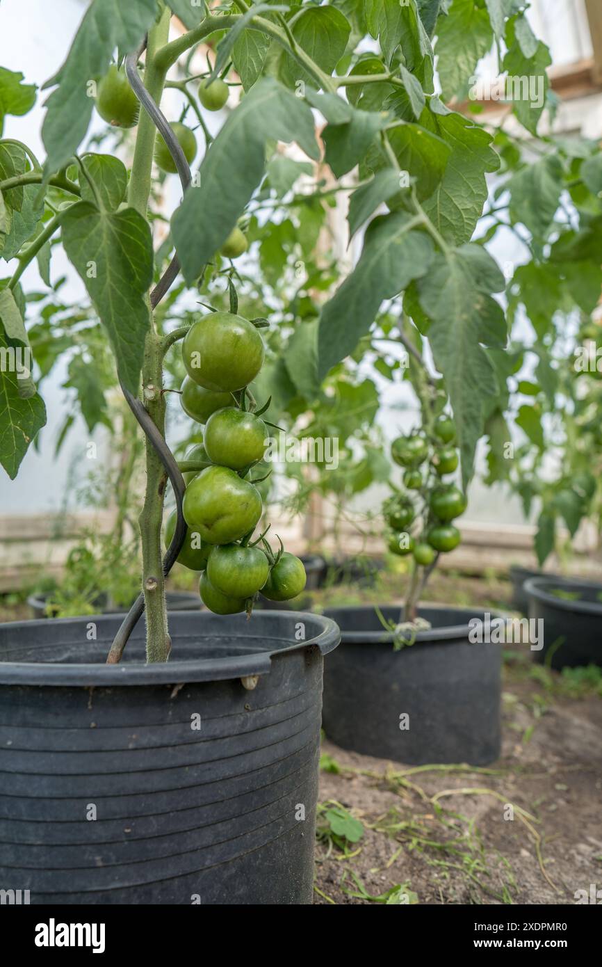 Closeup shot of tomato plants with green fruits in the greenhouse with irrigation container ...