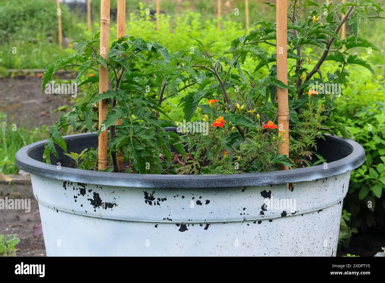 Vegetable container gardening hi-res stock photography and images - Alamy
