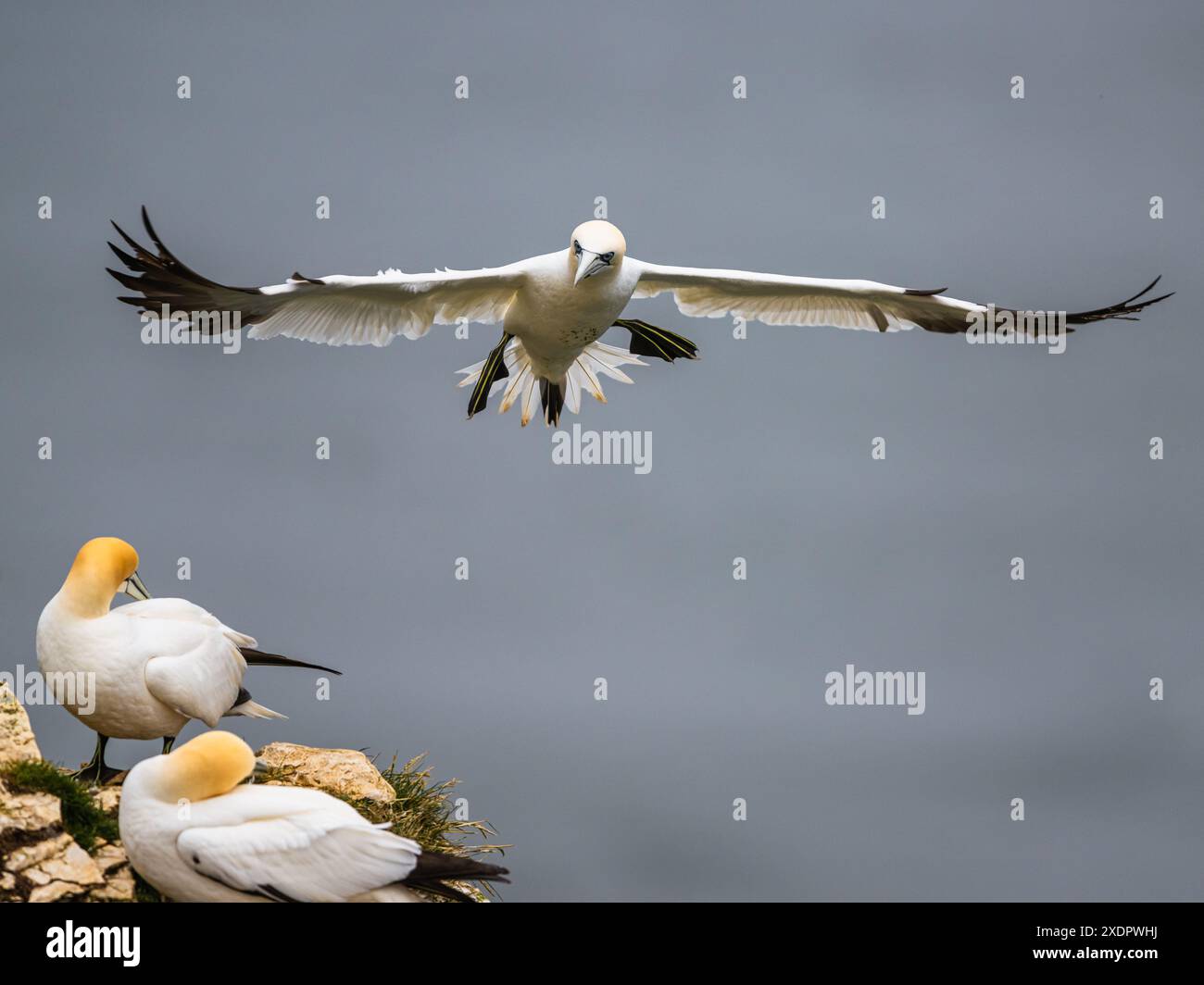 Northern Gannet, Morus bassanus, birds in flight over cliffs, Bempton ...