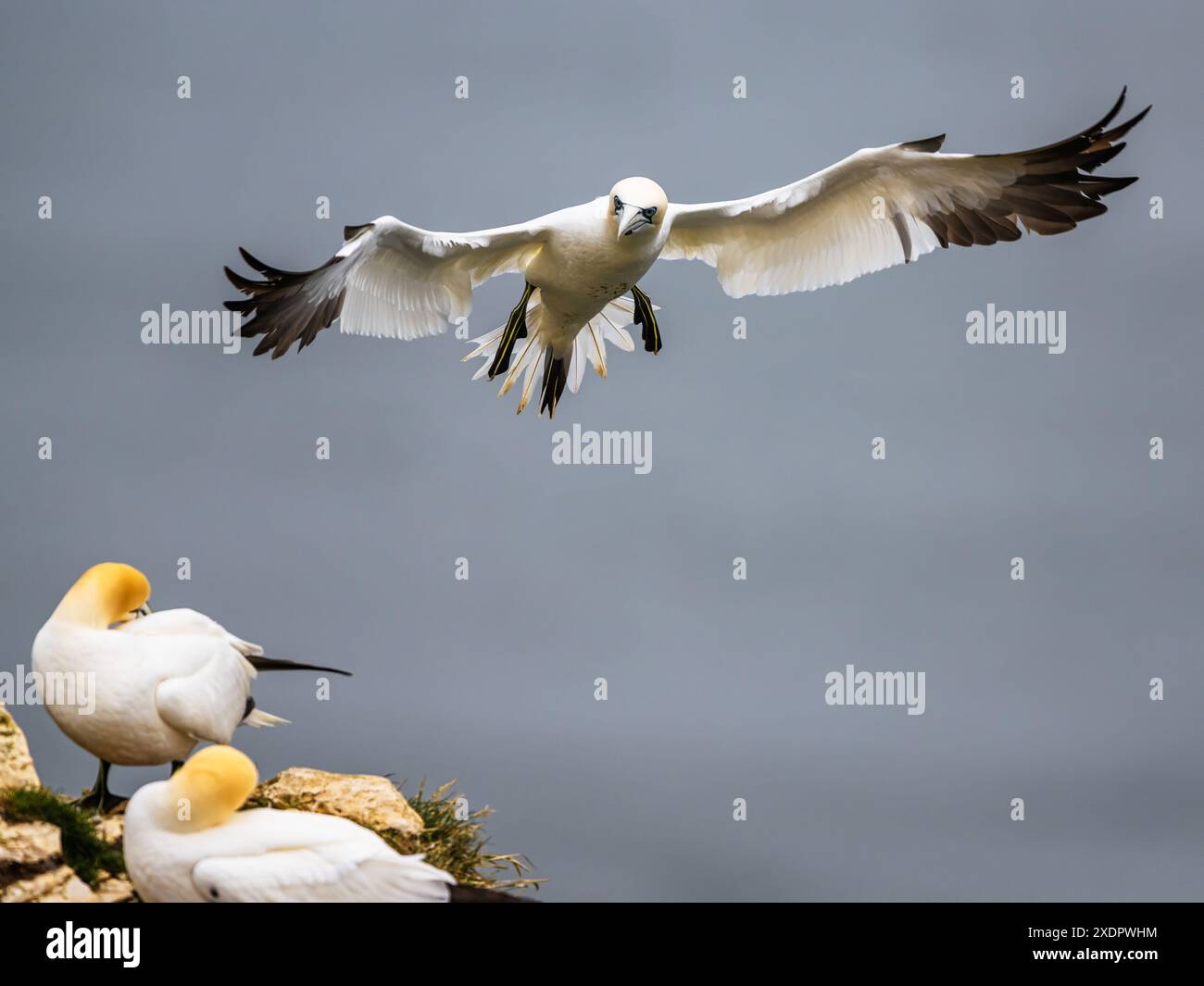 Northern Gannet, Morus bassanus, birds in flight over cliffs, Bempton ...