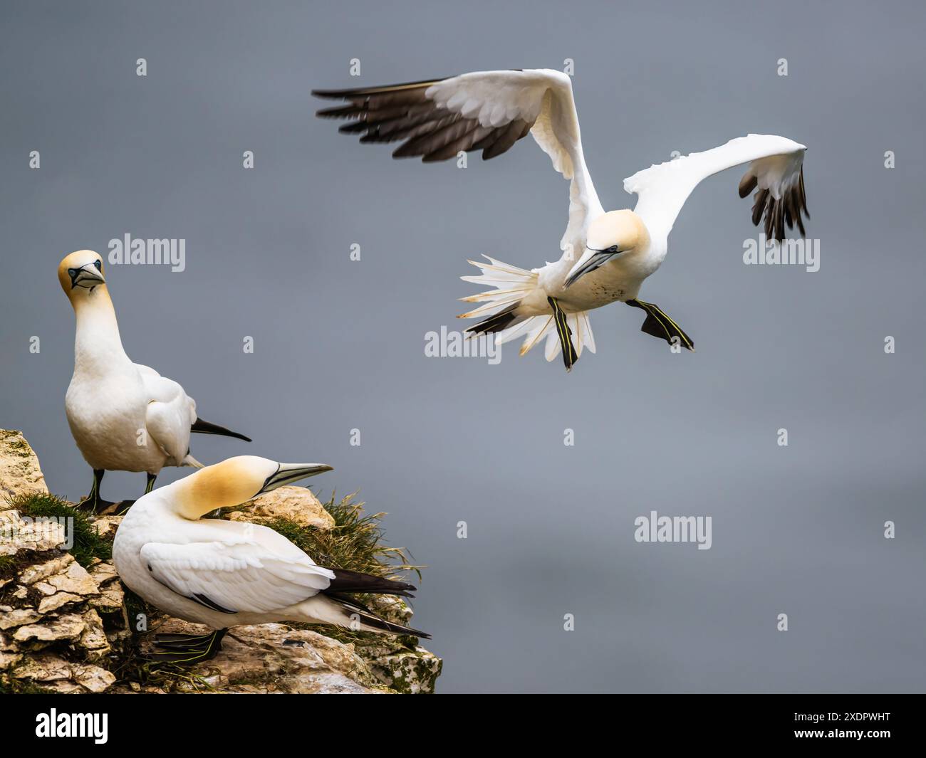 Northern Gannet, Morus bassanus, birds in flight over cliffs, Bempton ...