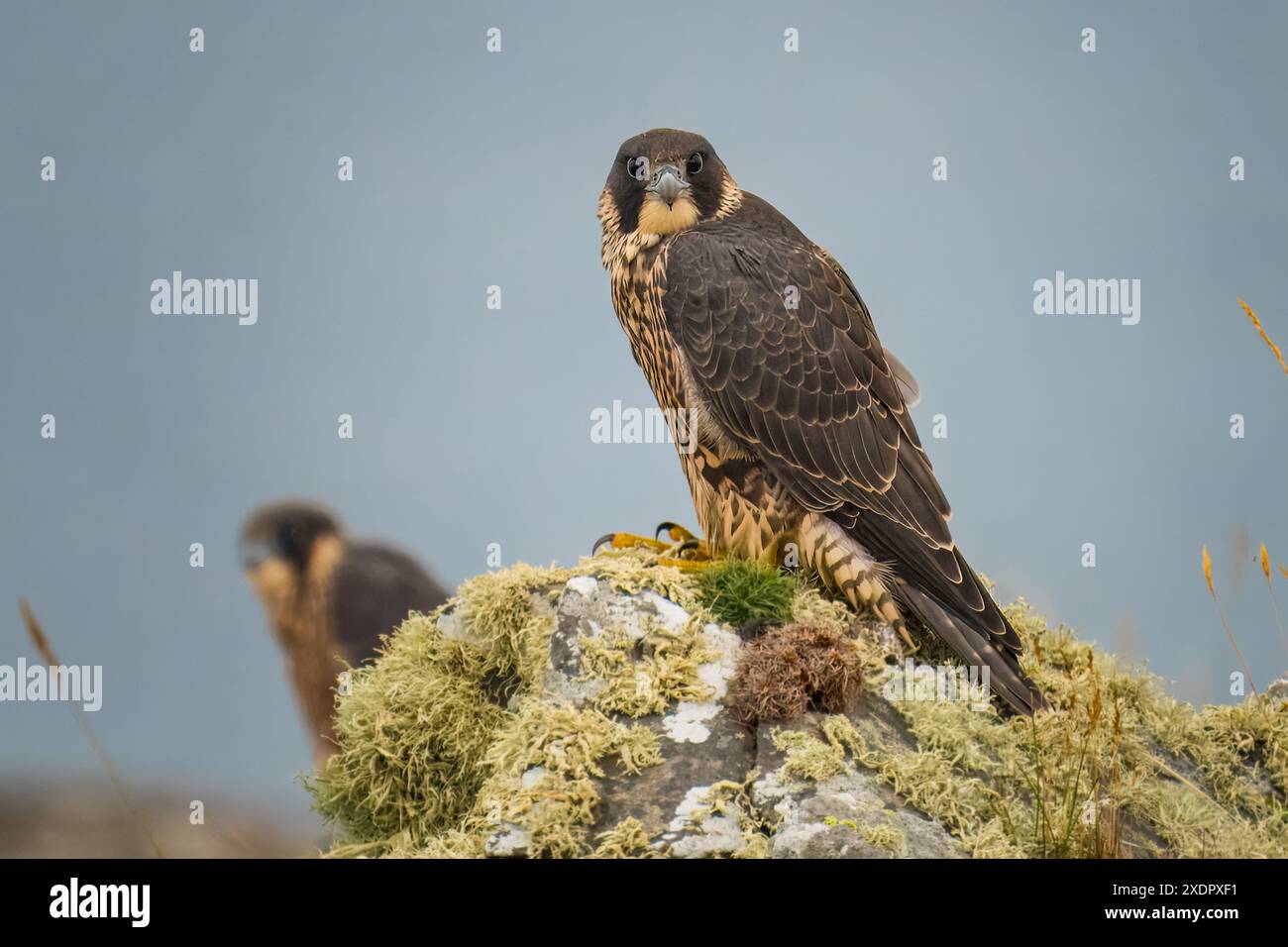 Peregrine falcon on rock hi-res stock photography and images - Alamy