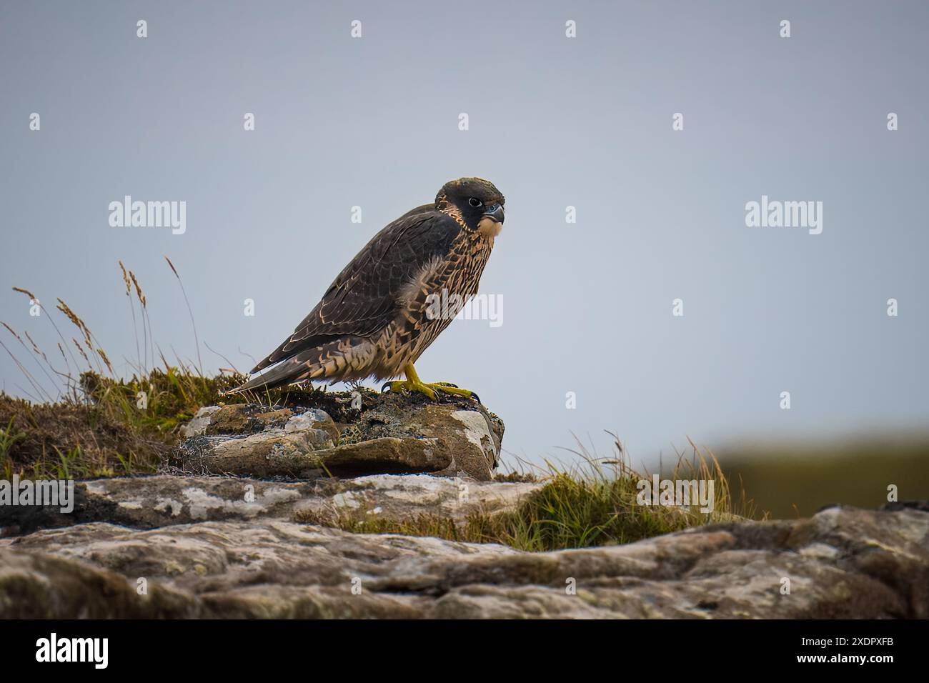 A young peregrine falcon hi-res stock photography and images - Alamy