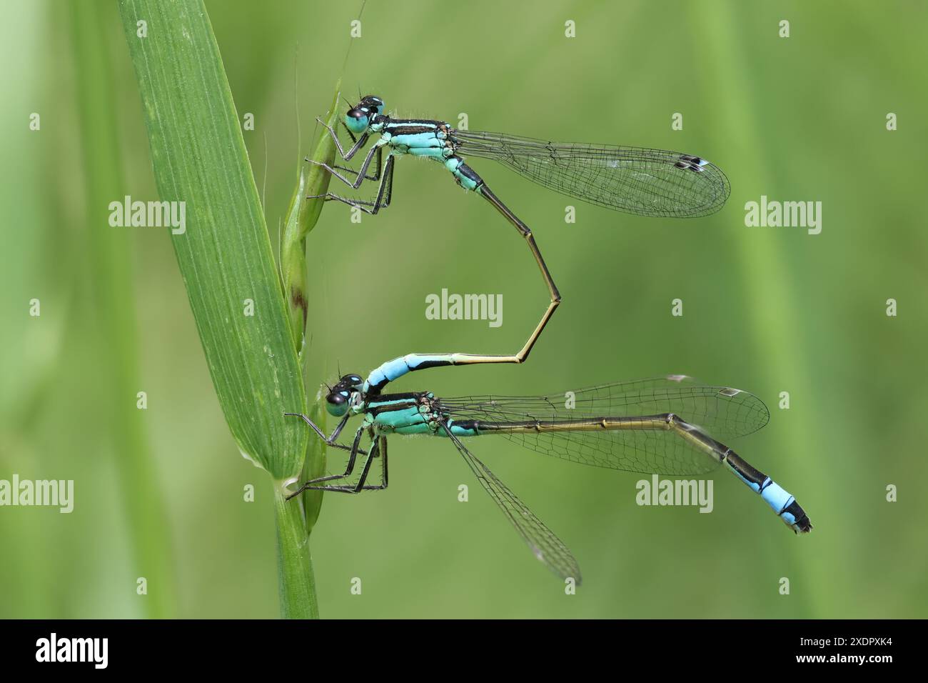 Common Blue Damselflies Mating Stock Photo - Alamy