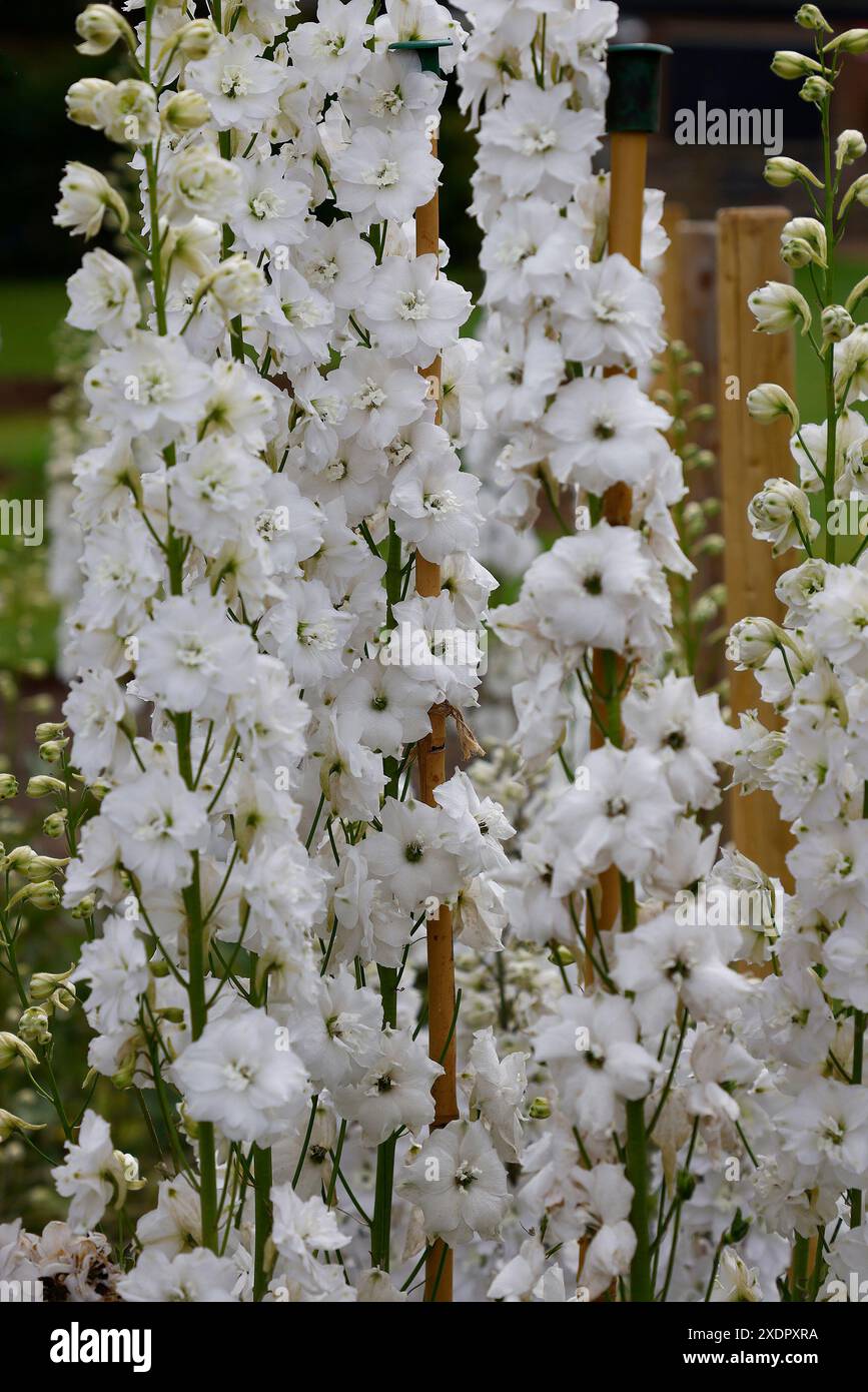 Closeup of the white flower spike of the herbaceous perennial summer ...