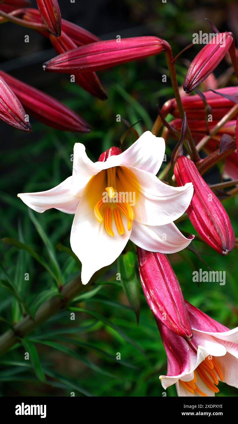 Regal lily isolated hi-res stock photography and images - Alamy