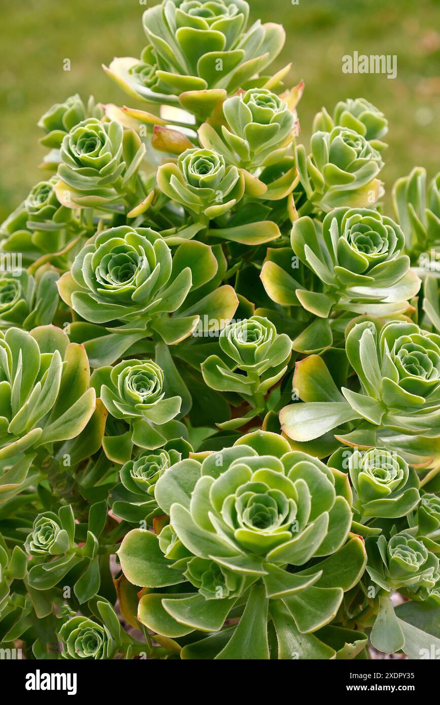 Closeup of the spoon shaped green leaves of the evergreen rosettes of ...