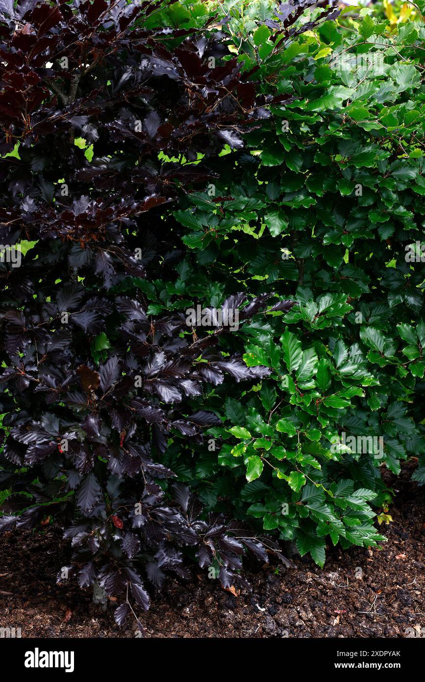 Closeup of purple leaves of purple beech hedge tree Fagus sylvatica ...