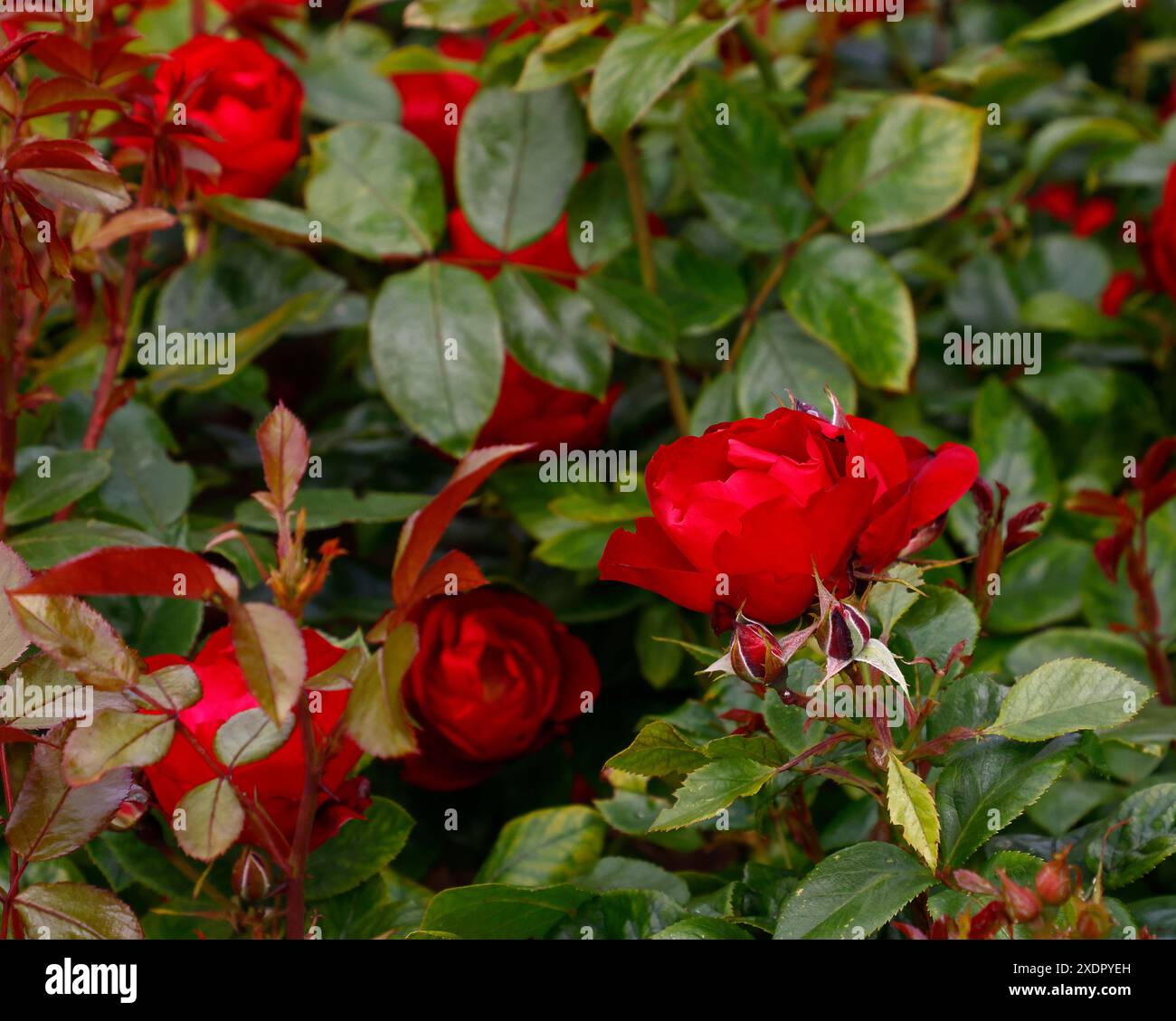 Closeup of the double red flower of the repeat flowering garden rose ...