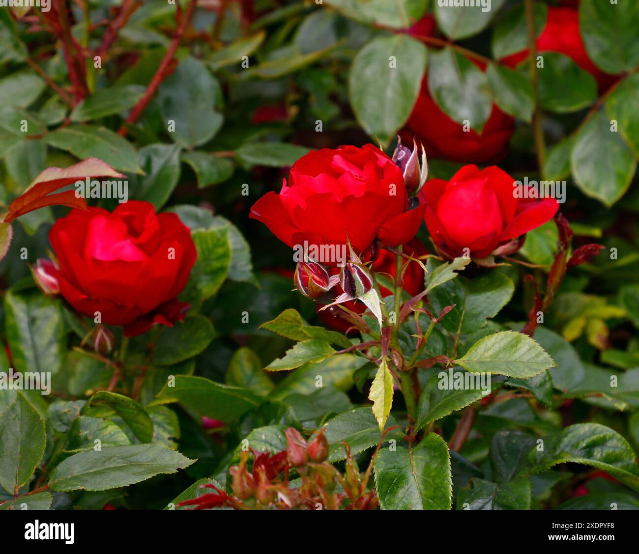 Closeup of the double red flower of the repeat flowering garden rose ...