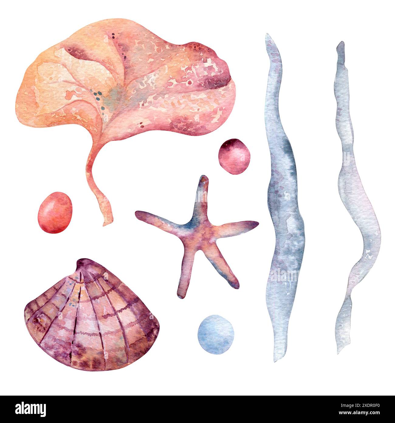 Variety of sea life elements as a starfish, seashell, seaweed, and ...