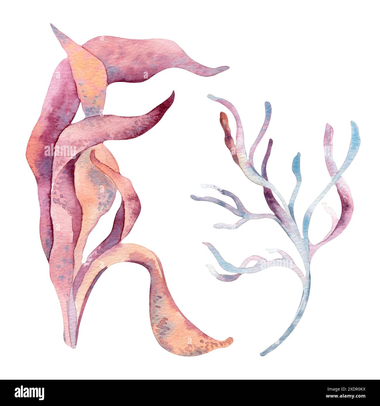 Pink sea flora set as seaweeds and corals in watercolor isolated on ...