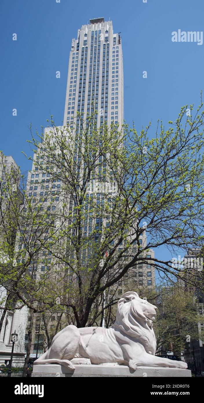 The classic lion sculpture at the facade of New York Public Library and ...