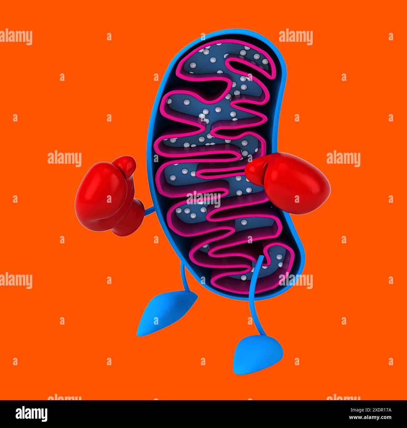 Oxygen transport cycle hi-res stock photography and images - Alamy