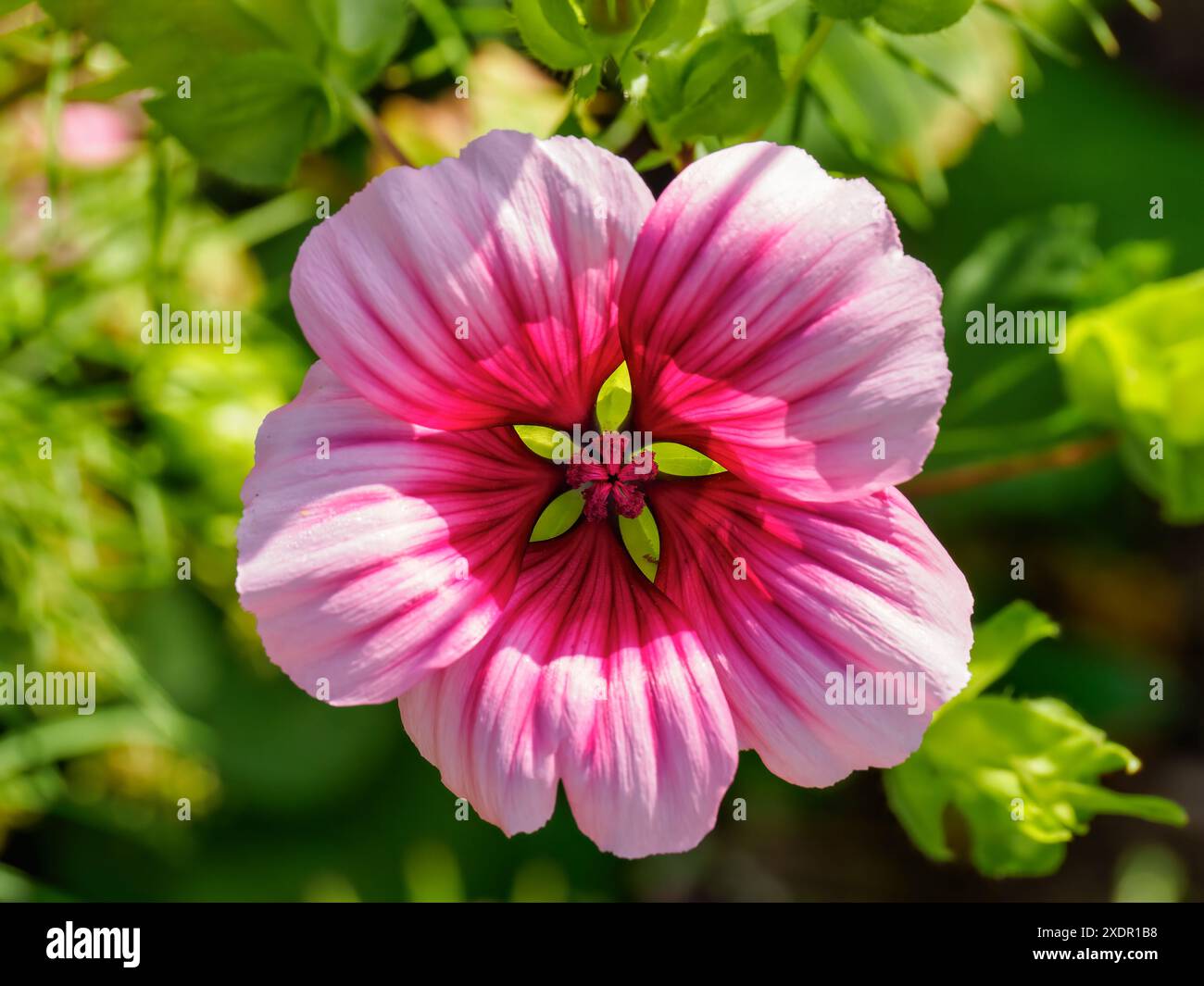 Large-flowered mallow wort (Malope trifida) and cornflowers growing ...