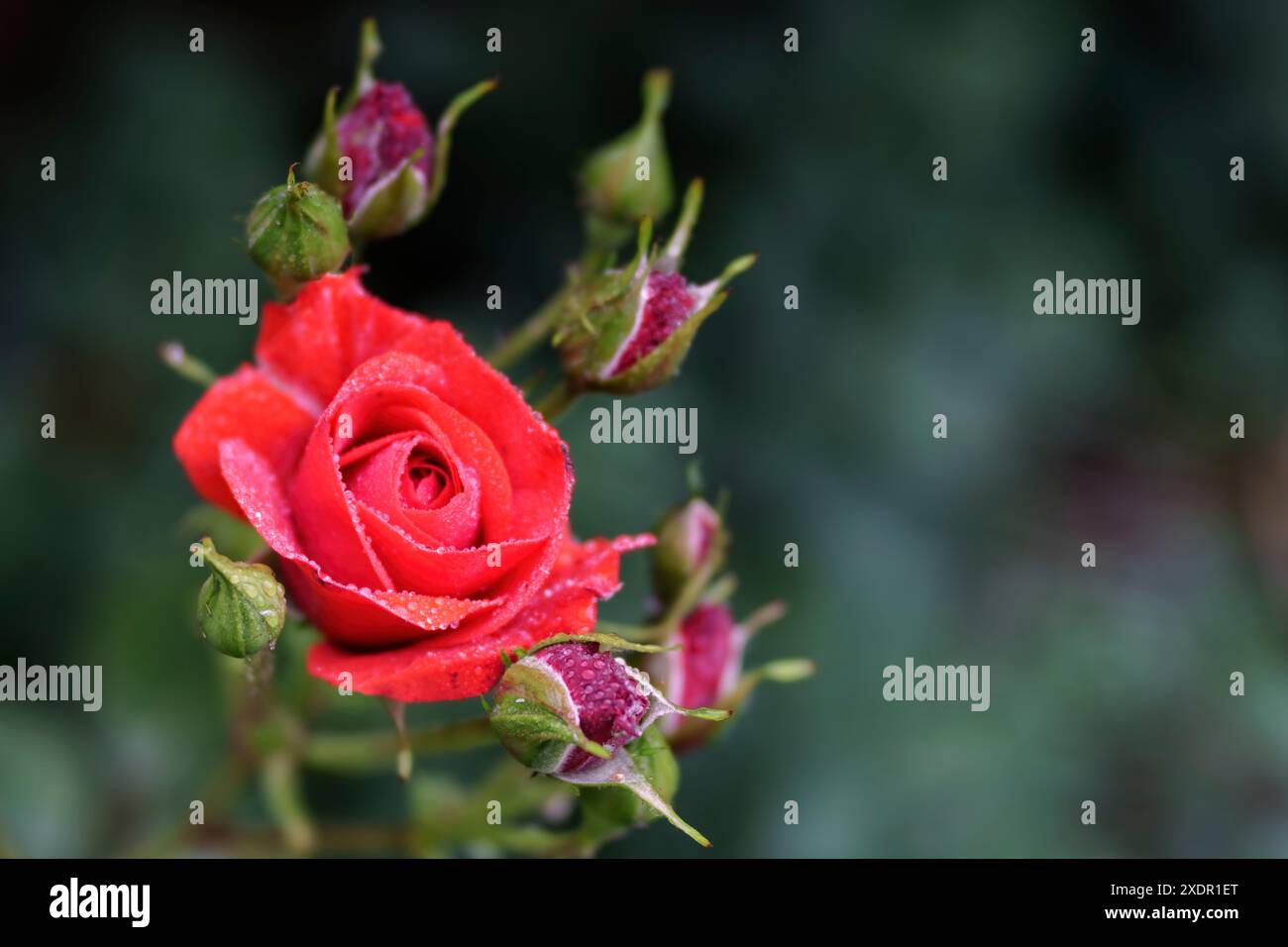 Portrait of a perfect red rose covered in dew and surrounded by ...