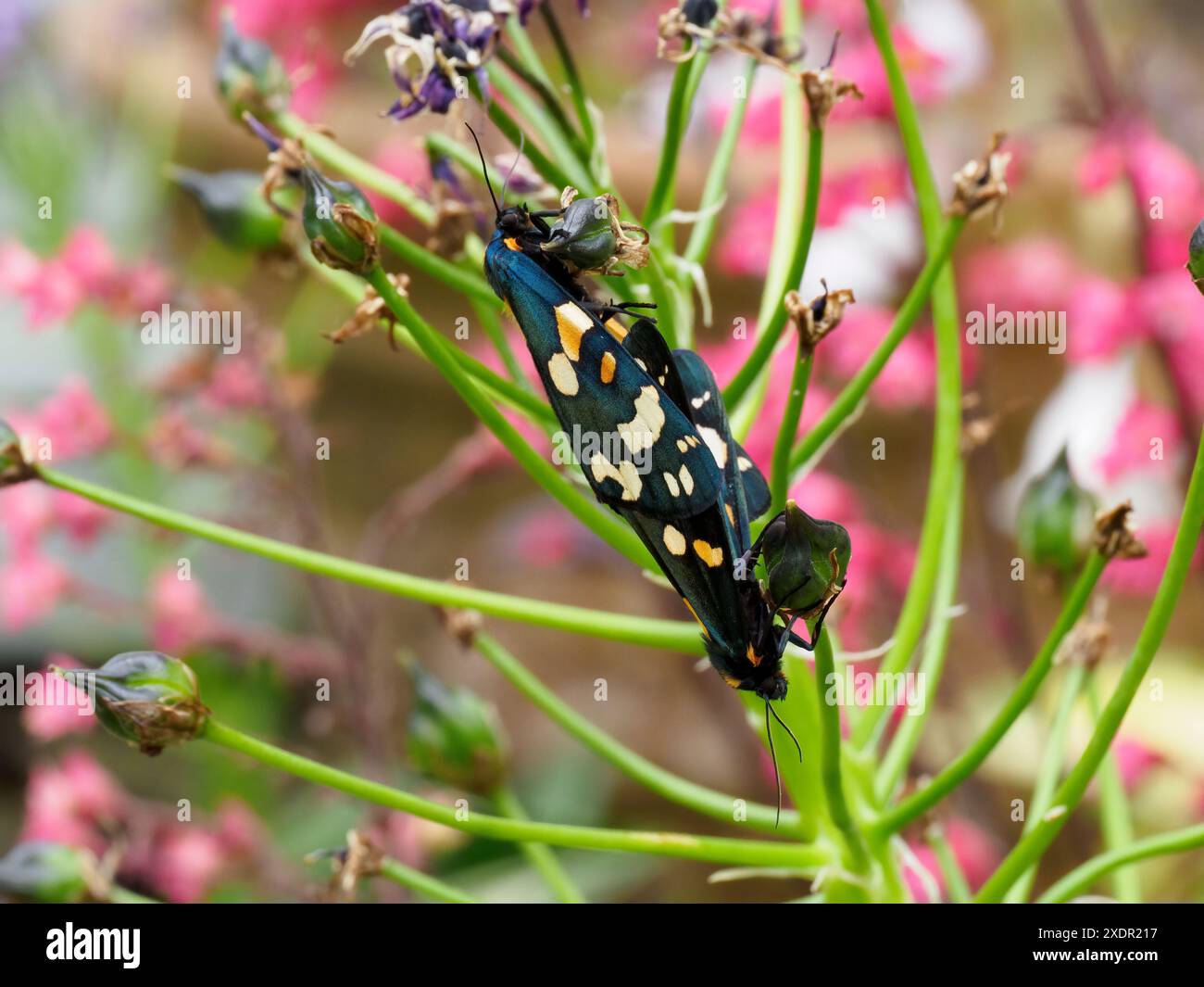 Scarlet Tiger Moths (Callimorpha dominula) mating Stock Photo - Alamy