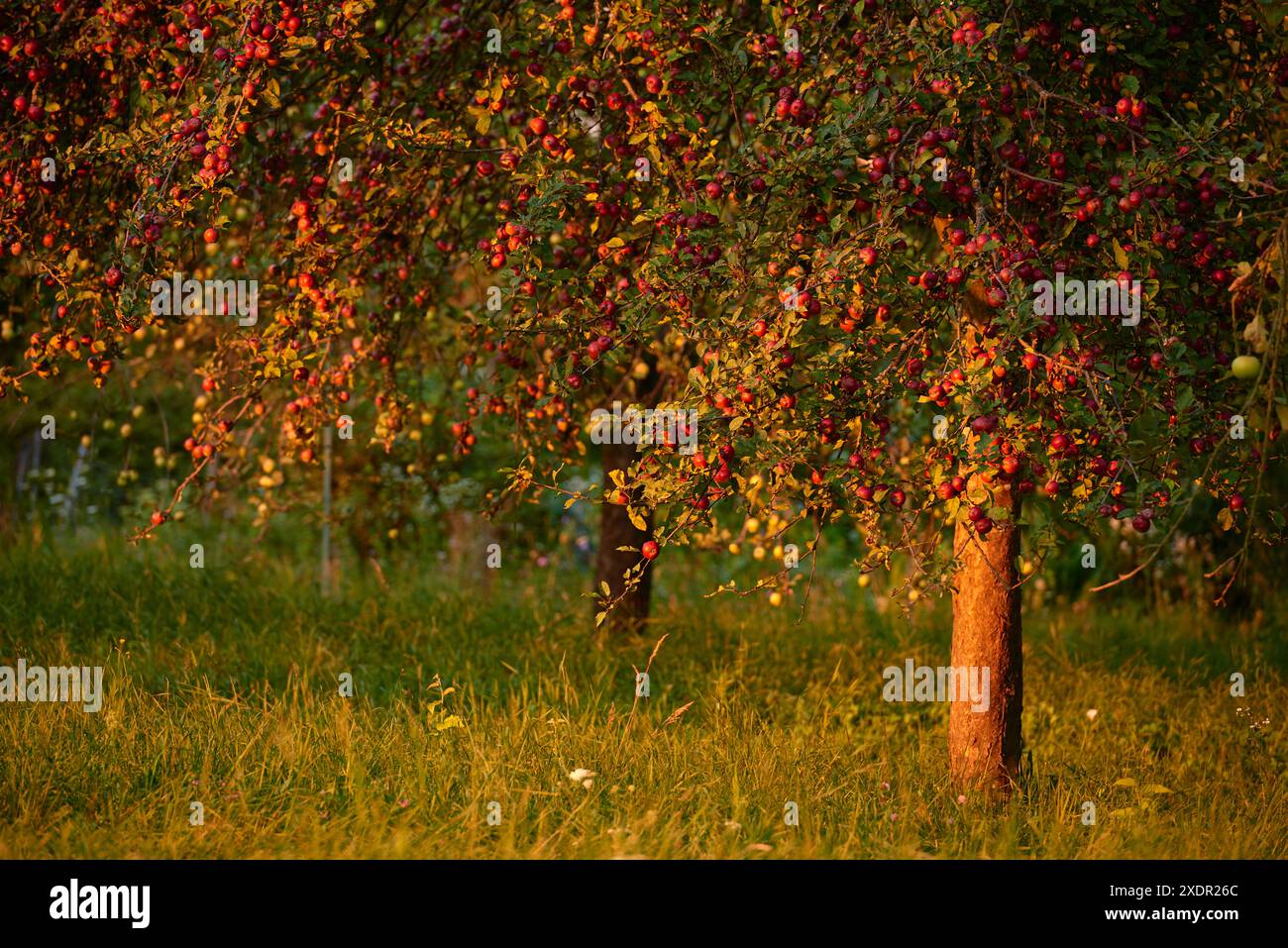 geography / travel, Austria, Styria, apple tree plantage in glancing ...