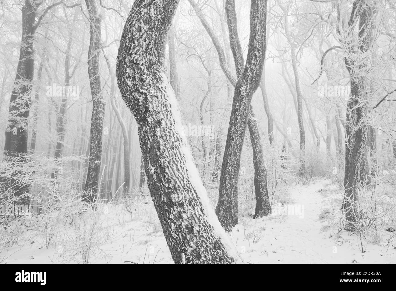 geography / travel, Austria, Vienna, pathway through snowy and icy ...