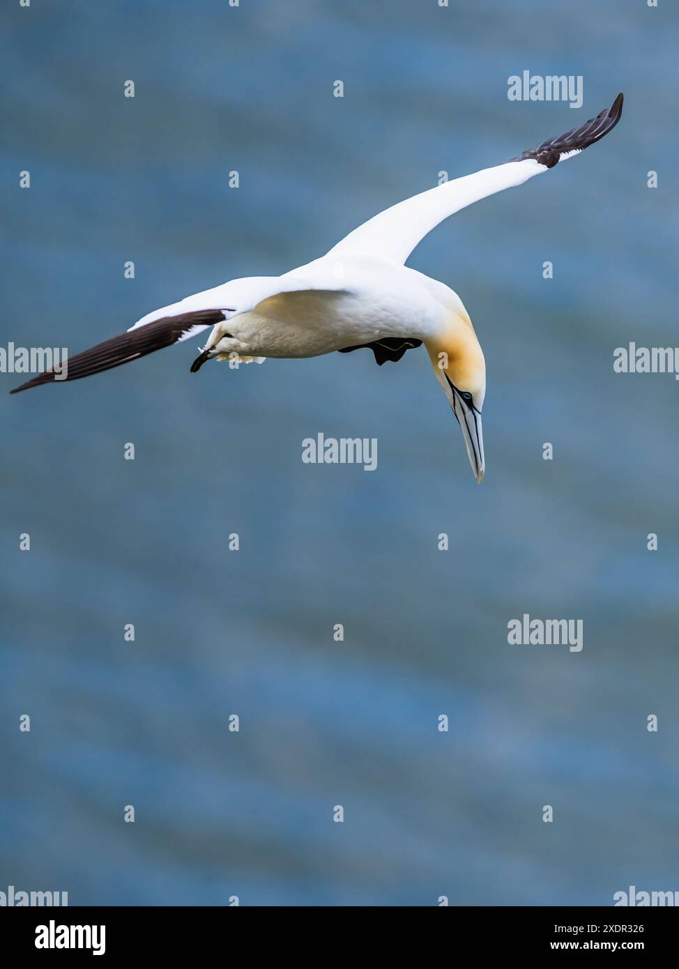 Northern Gannet, Morus bassanus, birds in flight over cliffs, Bempton ...