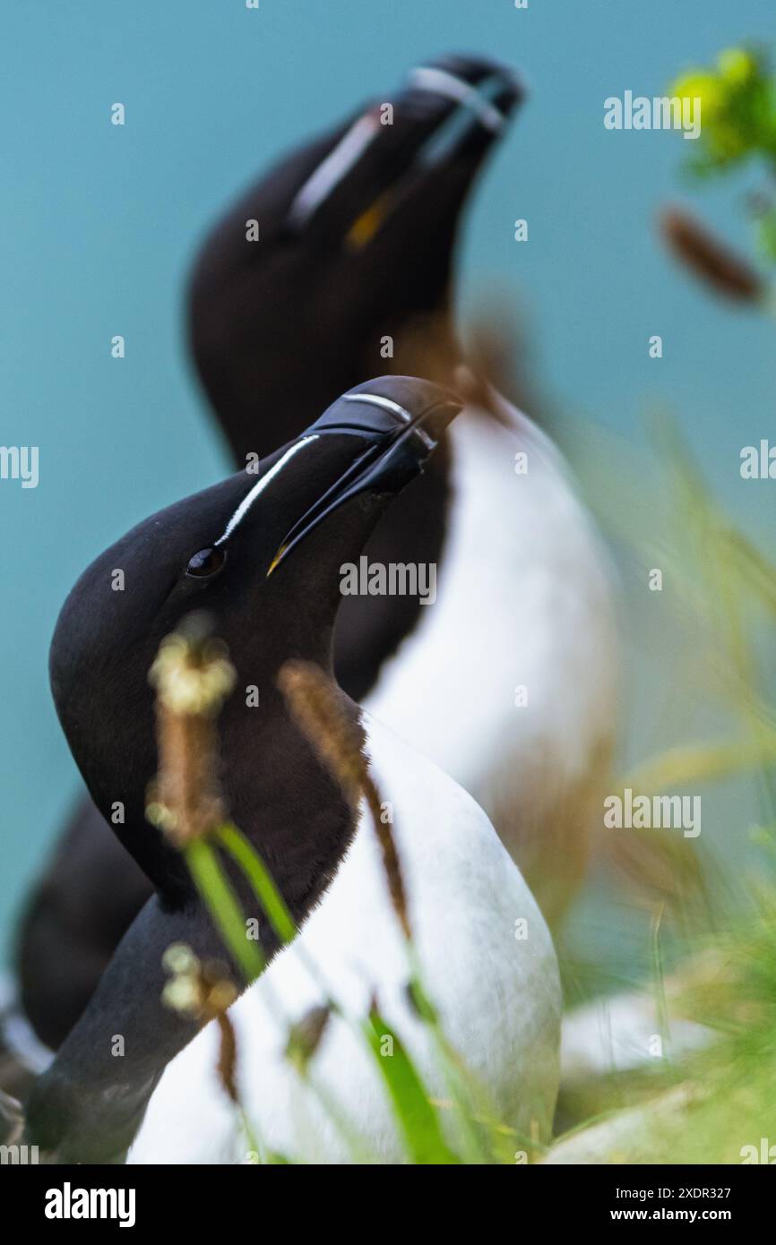 Razorbill, Alca Torda, birds on cliffs, Bempton Cliffs, North Yorkshire ...