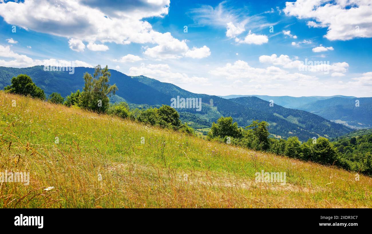 mountainous countryside landscape in summer. trees near the grassy ...