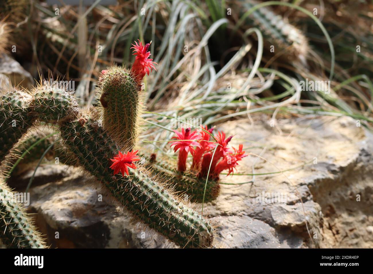 Beautiful red cactus flowers hi-res stock photography and images - Alamy