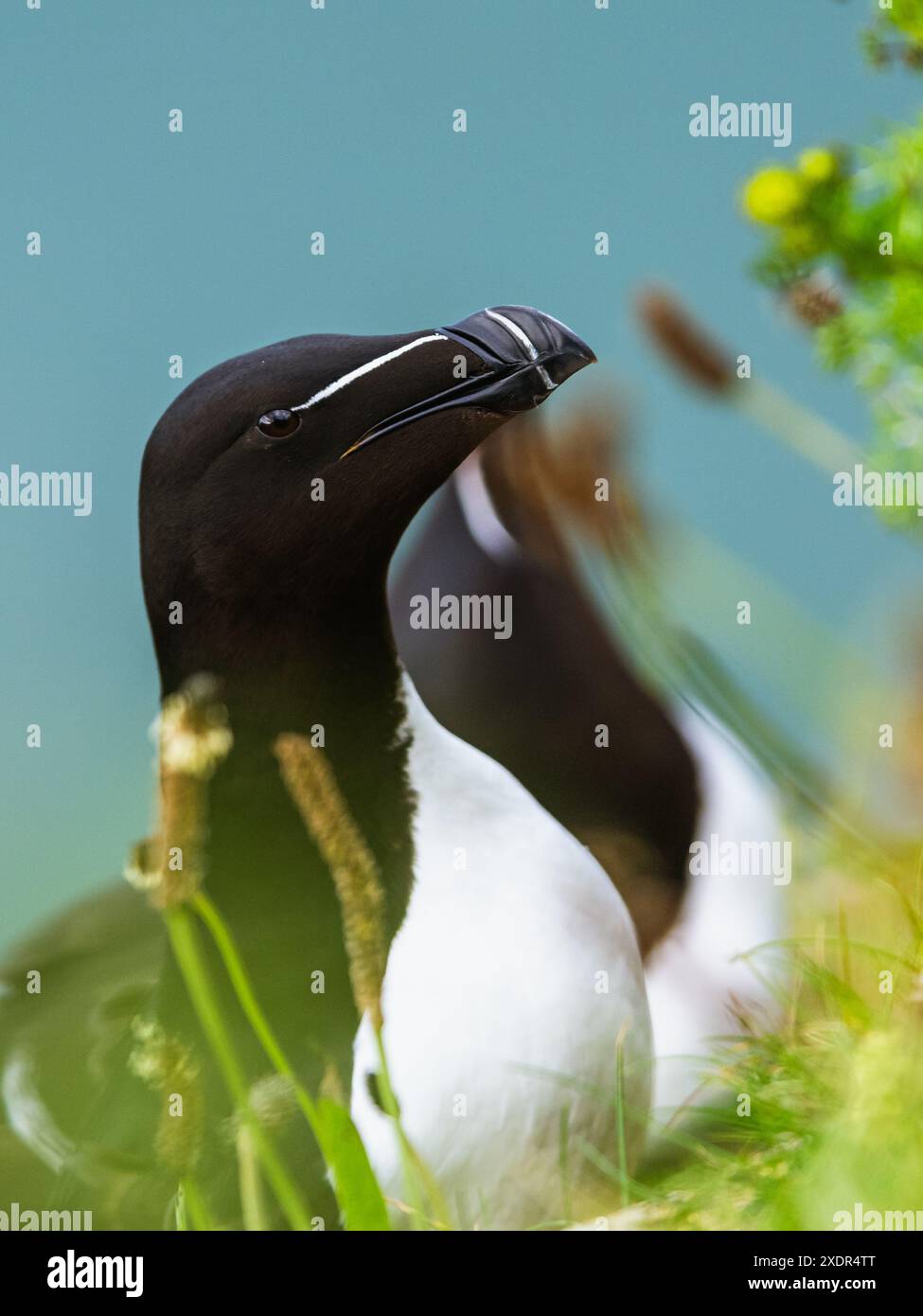 Razorbill, Alca Torda, birds on cliffs, Bempton Cliffs, North Yorkshire ...