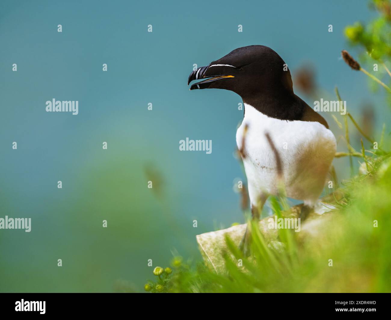 Razorbill, Alca Torda, birds on cliffs, Bempton Cliffs, North Yorkshire ...