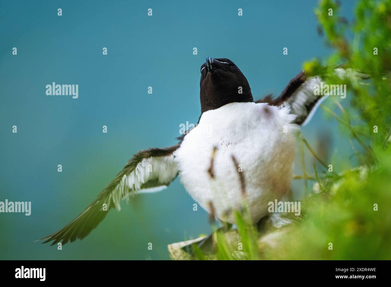 Razorbill, Alca Torda, birds on cliffs, Bempton Cliffs, North Yorkshire ...