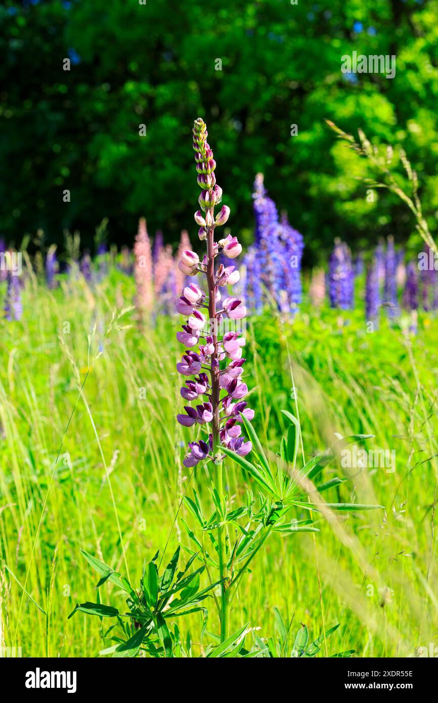 rosa und blau blühen die Stauden-Lupinen Lupinus polyphyllus ...