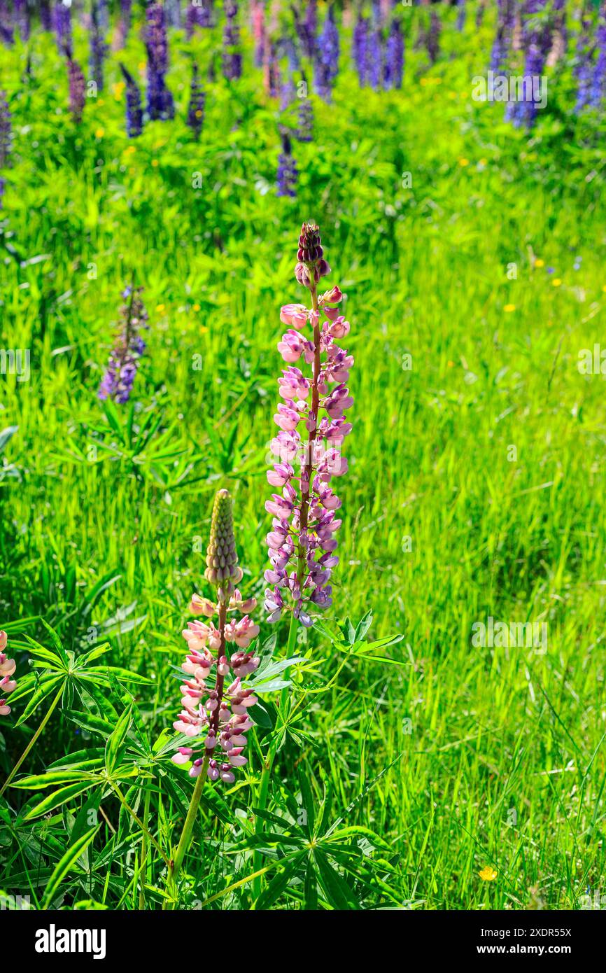 rosa und blau blühen die Stauden-Lupinen Lupinus polyphyllus ...