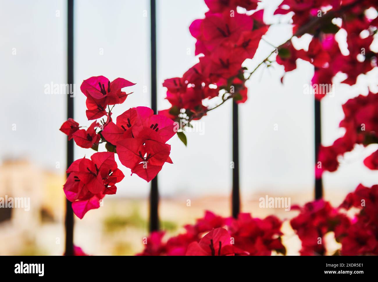 pink bougainvillea growing through a fence, Athens, Greece, Europe ...