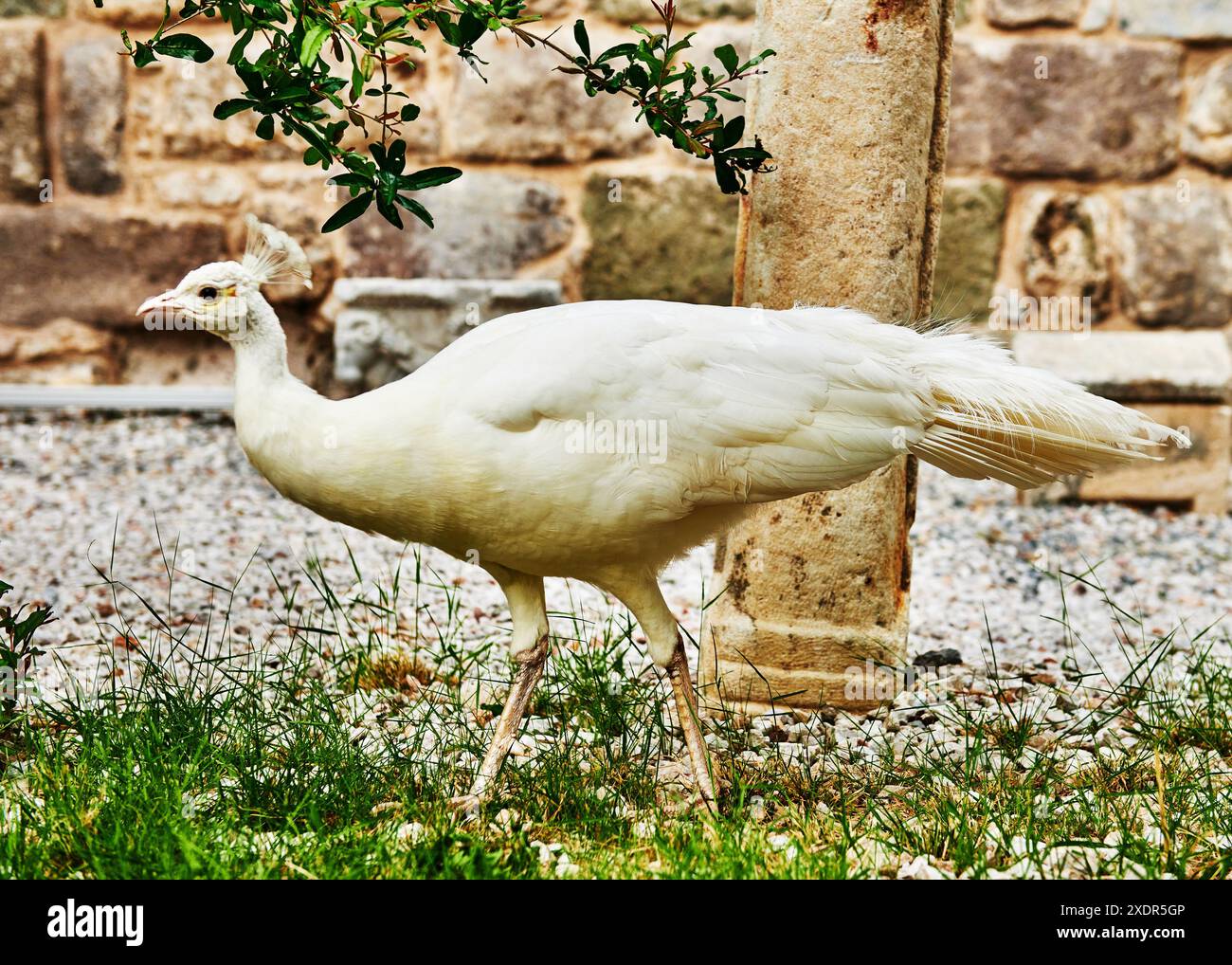White peacock in Bodrum, Turkey, Europe Stock Photo - Alamy