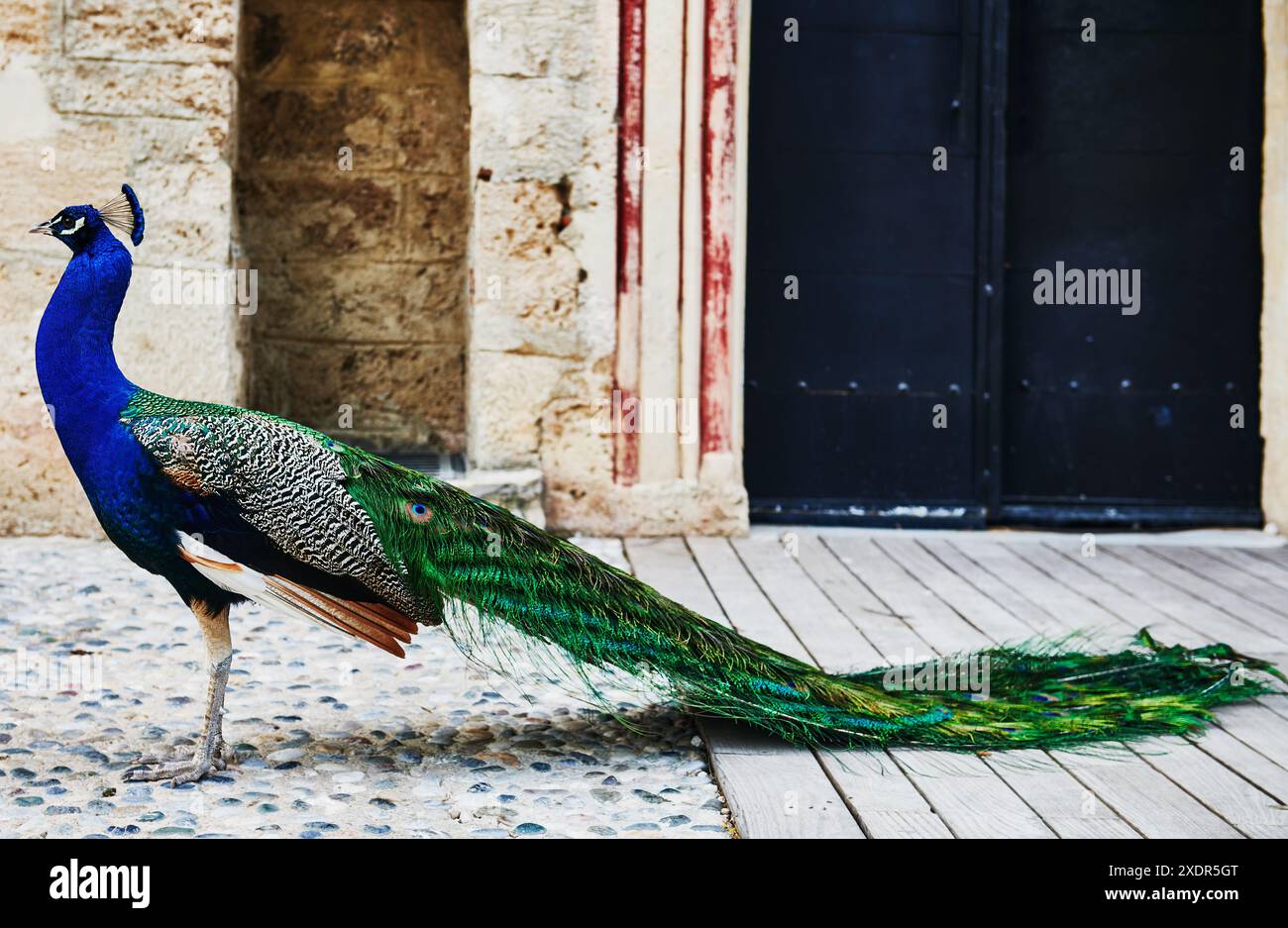 Peacock standing in the window of an ancient castle, Bodrum, Turkey ...
