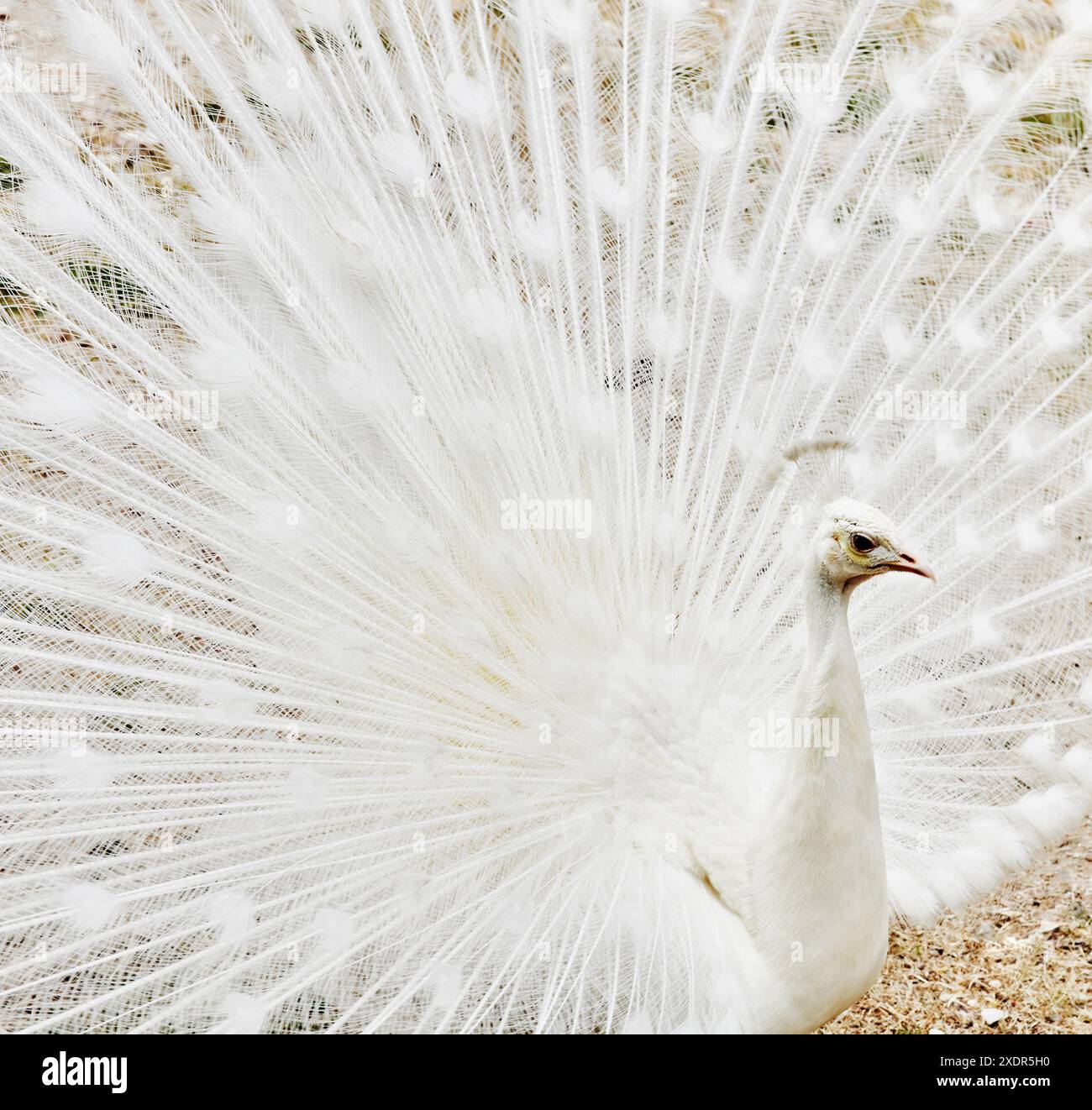 White peacock, Bodrum, Turkey, Europe Stock Photo - Alamy