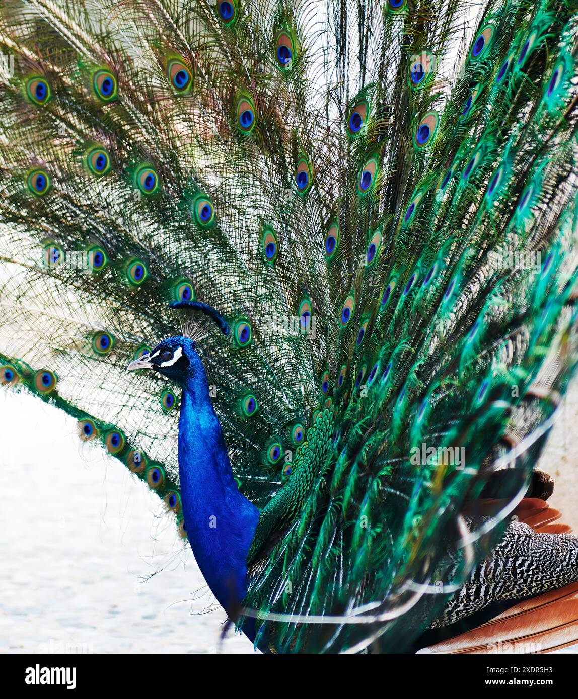 Colorful peacock, Bodrum, Turkey, Europe Stock Photo - Alamy