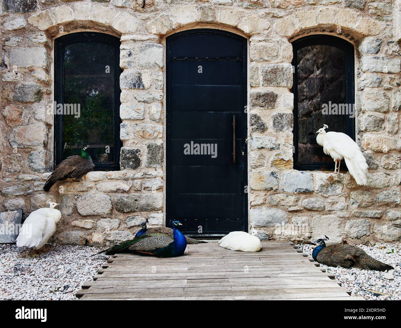 Group of peacocks in front of an ancient castle, Bodrum, Turkey, Europe ...