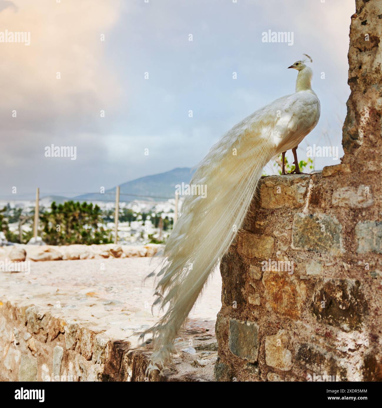 White peacock in Bodrum, Turkey, Europe Stock Photo - Alamy